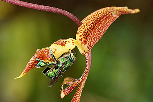 Orchideen: Edel und exklusiv - Hier erfahren Sie alles über Blumen