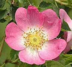 Rosen - Hier erfahren Sie alles über Blumen