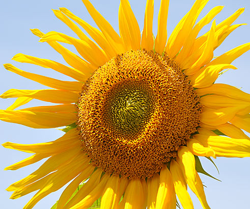 Sonnenblumen - Hier erfahren Sie alles über Blumen
