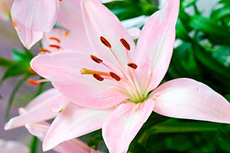 Bezaubernde Lilien - Hier erfahren Sie alles über Blumen