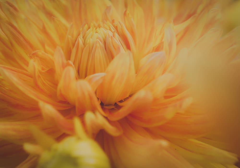 Männerpflanze «Questo è Bill» (Crassula ovata) con Munz coccinelle ...