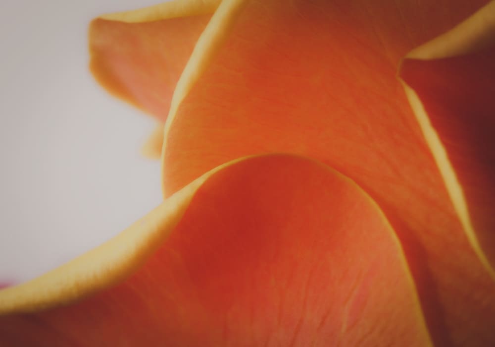 Walder Schuhe: Freude, die bleibt. - Hier erfahren Sie alles über Blumen