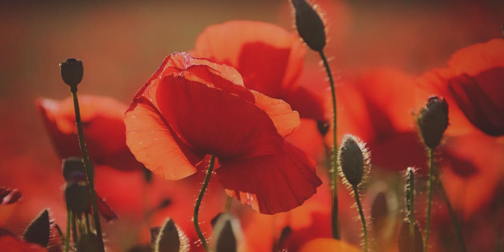 Commander des fleurs 💐 – FLEUROP livre mondialement 🌎