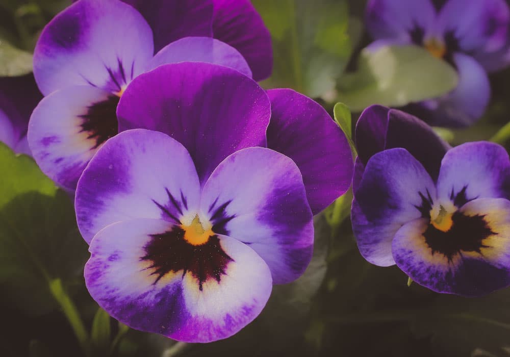 Commander des fleurs 💐 – FLEUROP livre mondialement 🌎