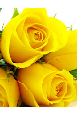 Yellow Roses
