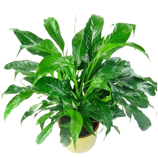 Large Peace Lily