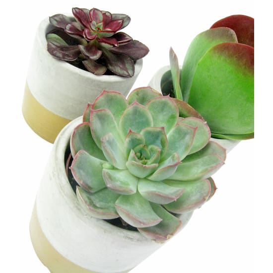 Trio Of Succulents | Online Florist Melbourne