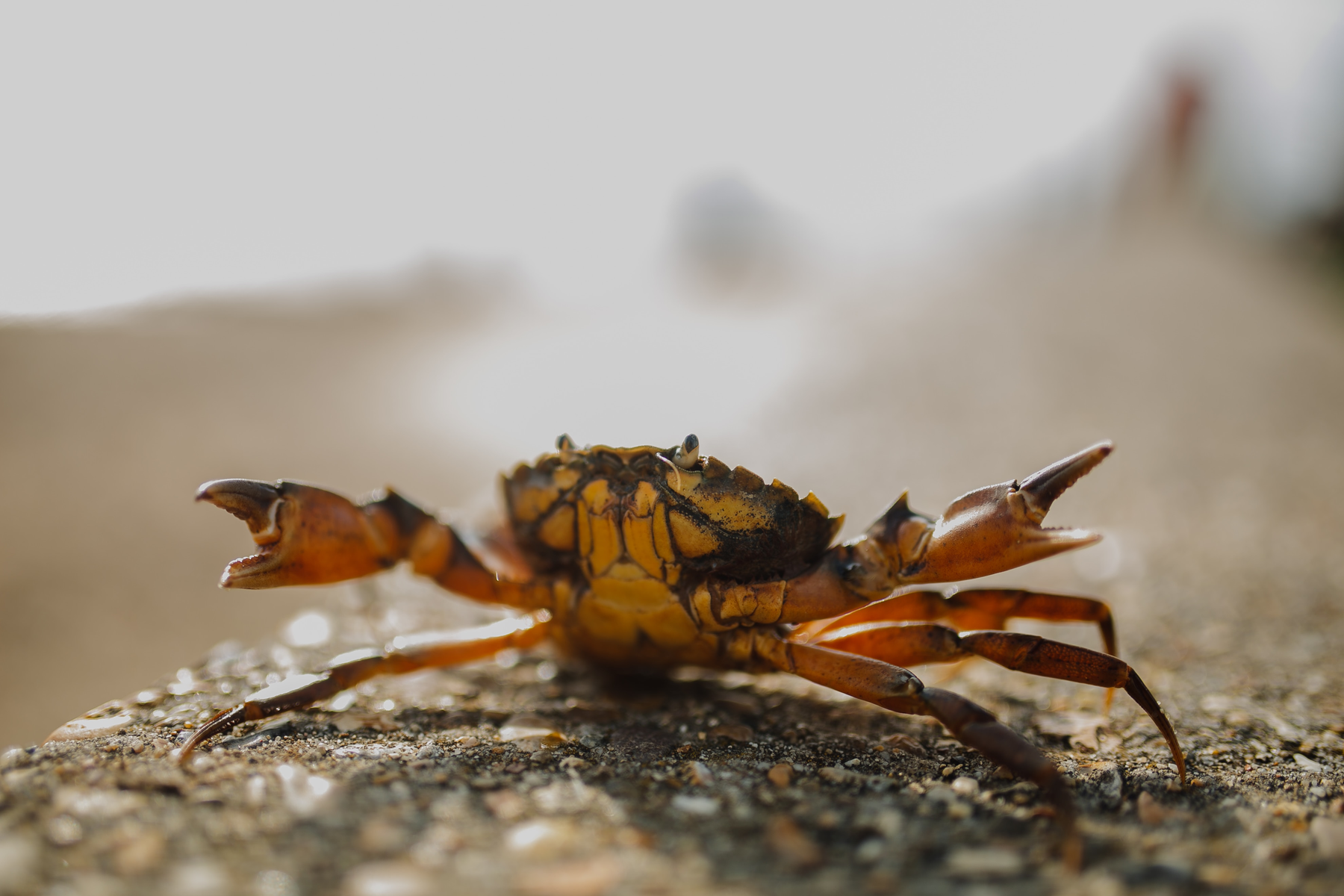 Care For Memory Safety Yet? | Blog | Fluid Attacks Care For Memory Safety Yet? | Blog | Fluid Attacks