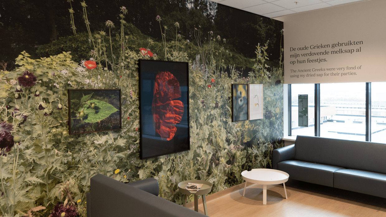Flowerfields: een kruisbestuiving van kunst en wetenschap in Amsterdam ...