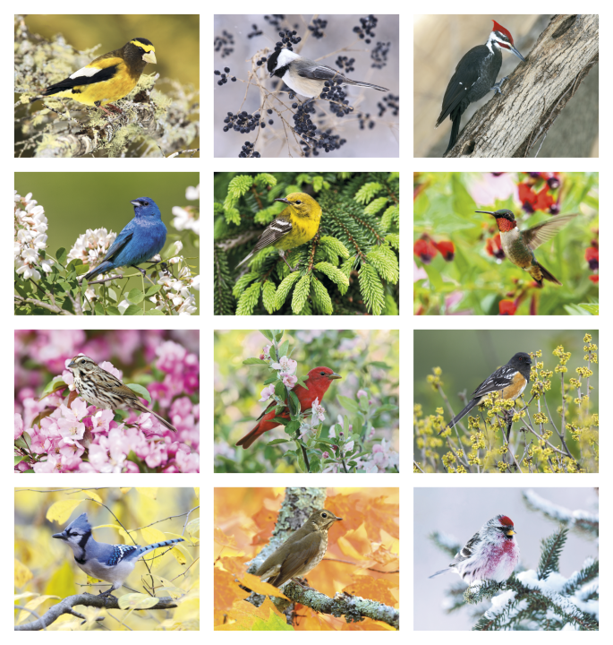 Imprinted Calendar with Full Color Bird Photography | Custom Calendars