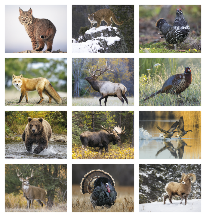 Custom Wildlife Portraits Spiral Calendar | Promotional Wall Calendars