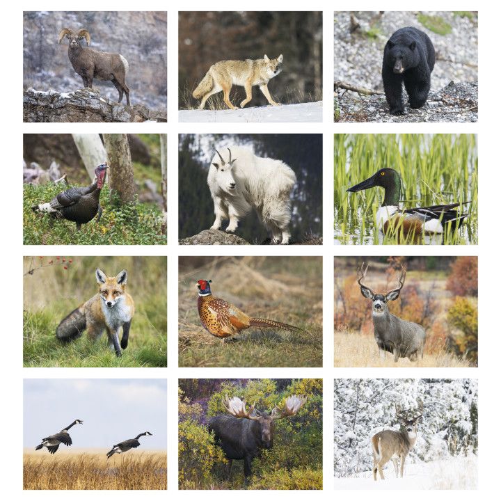 Custom Wildlife Portraits Spiral Calendar | Promotional Wall Calendars