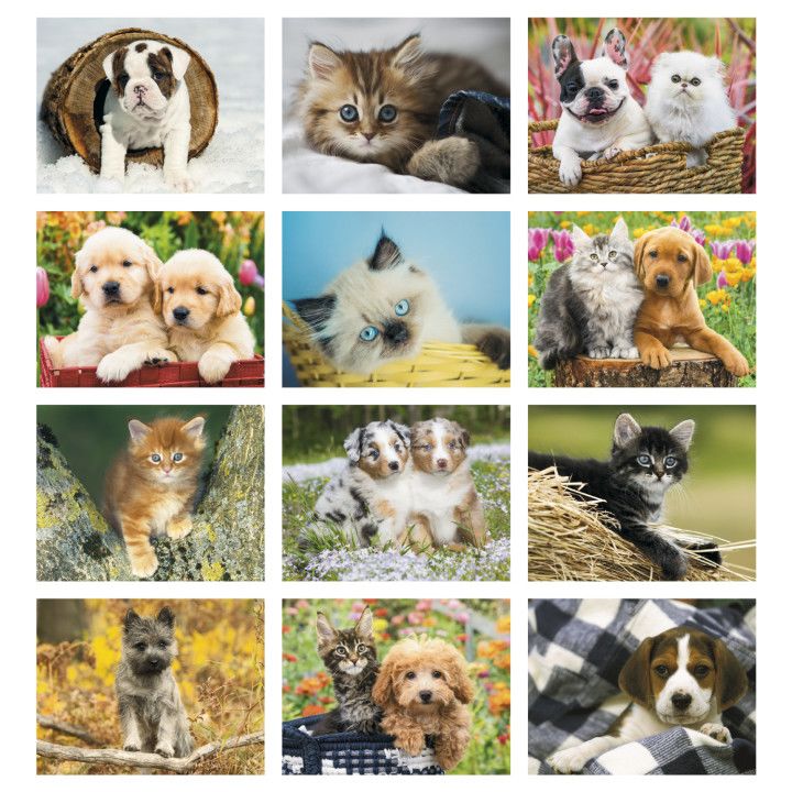 Custom Four Paws Appointment Calendar - Spiral