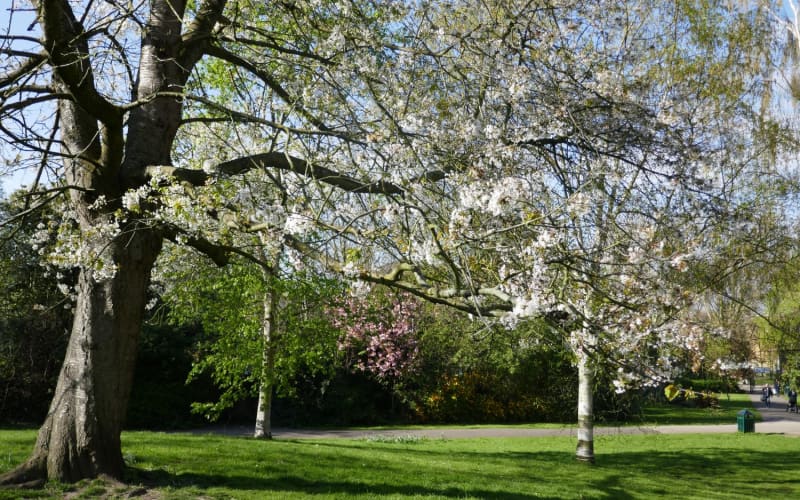 Priory Park (Haringey), Haringey | GoParksLondon
