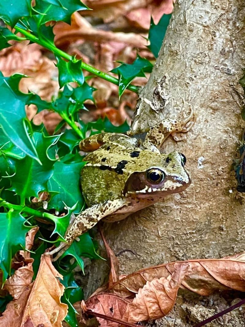 Coppetts Wood Nature Reserve, Barnet | GoParksLondon