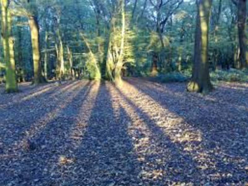 Coldfall Wood, Haringey | GoParksLondon