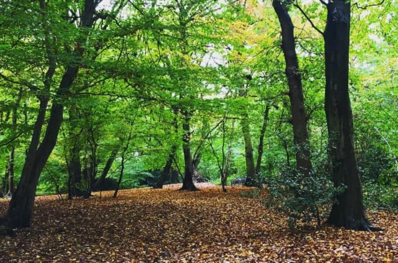 Highgate Wood, Haringey | GoParksLondon