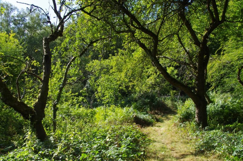 Harrow Weald Common, Harrow | GoParksLondon