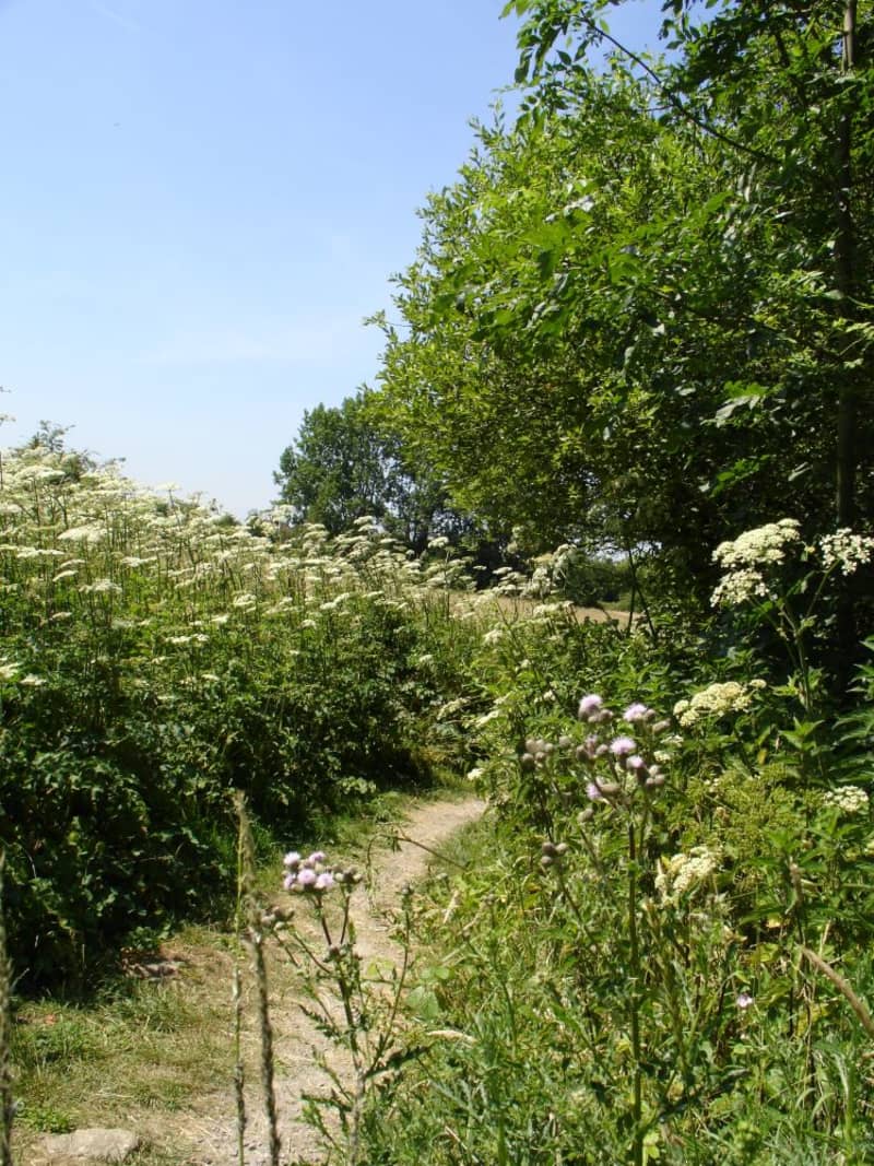 Roxbourne Rough Local Nature Reserve, Harrow | GoParksLondon