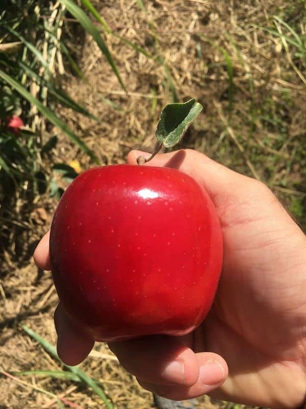 Comprar Manzanas directo del productor online | Freshis.com