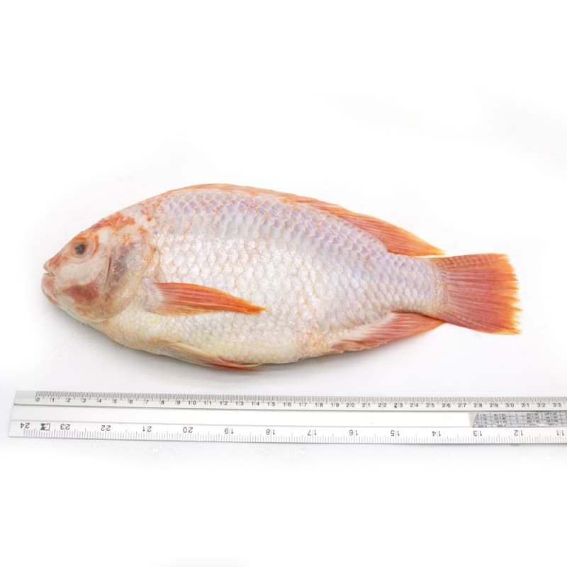 Red Tilapia (Scale and Entrails off) Gross Weight 720-800 g./each ...