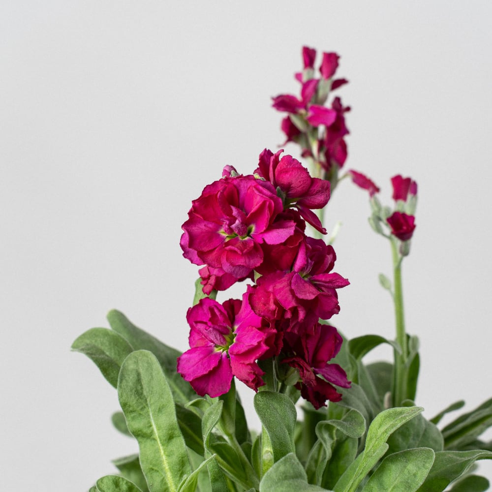 Matthiola Incana de flor simple (Alhelí) | Fronda