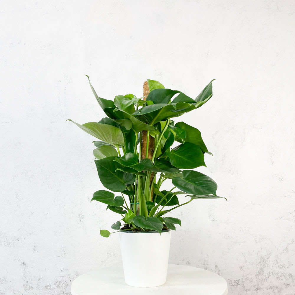 Monstera deliciosa con tutor (Costilla de Adán) | Fronda