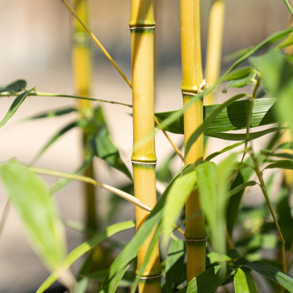 Phyllostachys 'Aureocaulis' (Bambú amarillo con surco) | Fronda