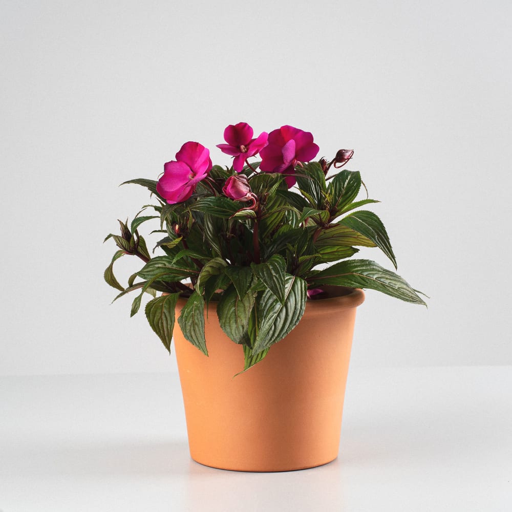 Alegría Guineana (Impatiens hawkeri) | Fronda