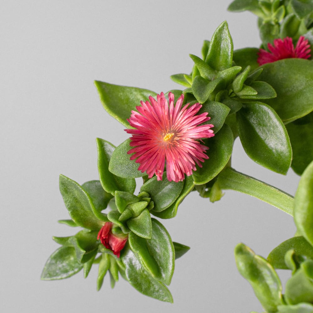 Aptenia cordifolia (Rocío) | Fronda