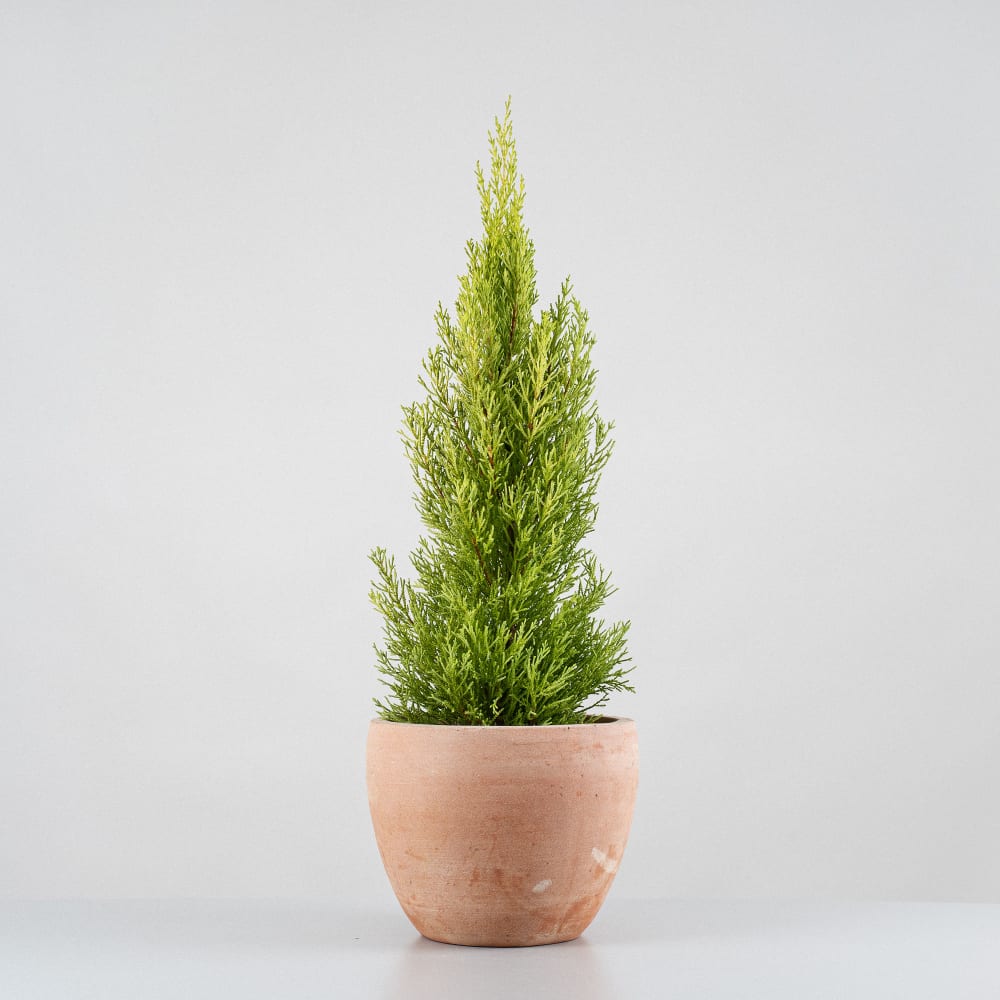 Ciprés de Monterrey - Ciprés macrocarpa 'Golden Wilma' | Fronda