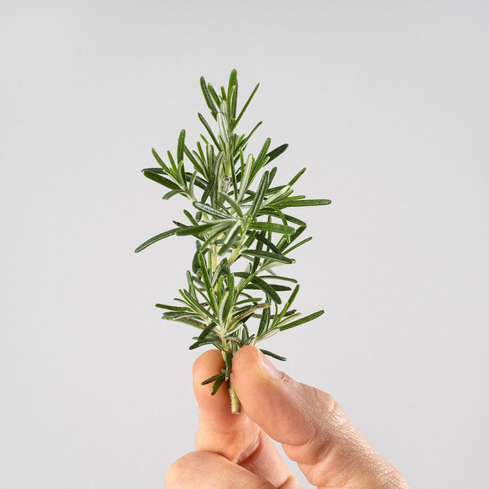 Romero Rastrero (rosmarinus officinalis prostratus) - Planta aromática ...