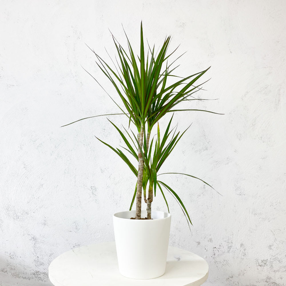 Dracaena marginata 'Bicolor' | Fronda