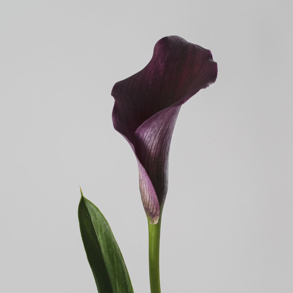 Zantedeschia (Cala de colores) | Fronda