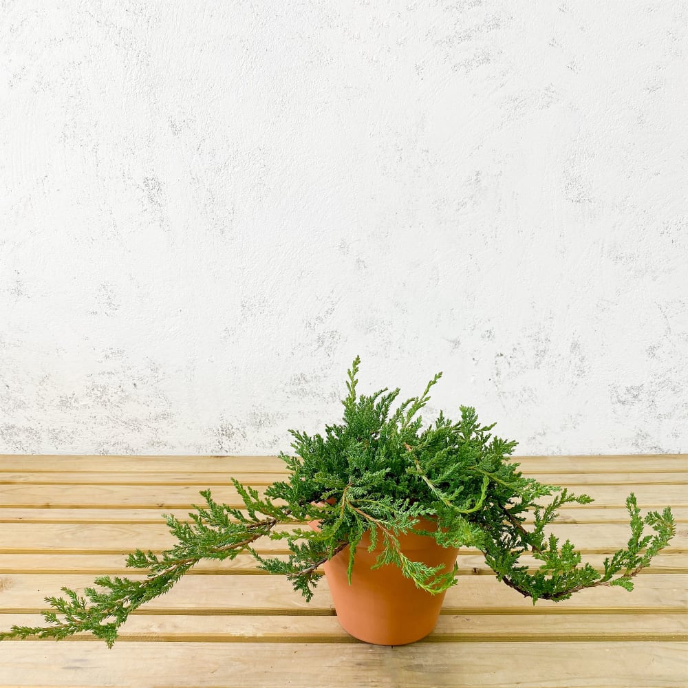 Enebro rastrero - Juniperus horizontalis 'Prince of Wales' | Fronda