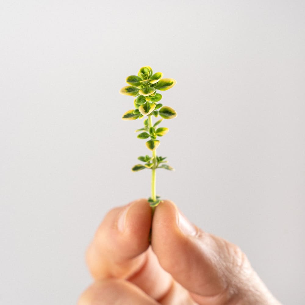 Tomillo limón (thymus × citriodorus) - Planta aromática | Fronda