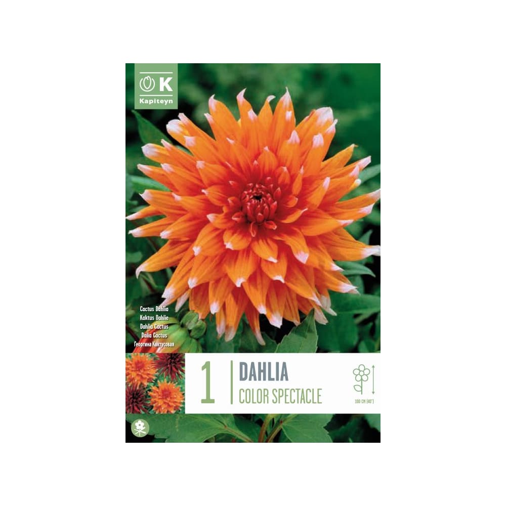 Bulbos de Dahlia 'Color Spectacle' | Fronda