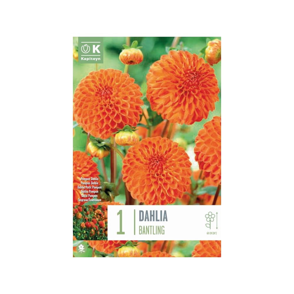 Bulbos de Dahlia 'Bantling' | Fronda