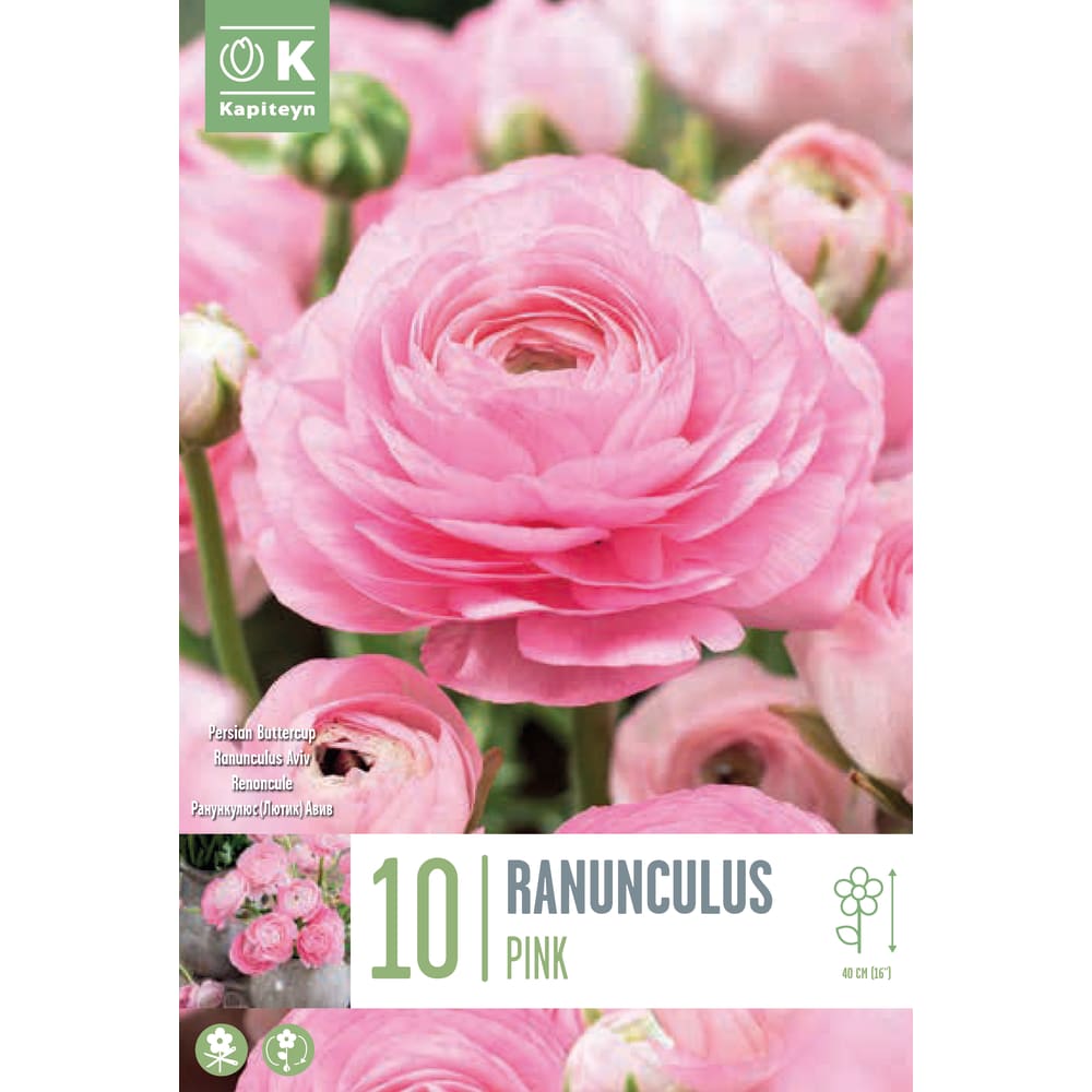 Bulbos de Ranunculus asiaticus 'Aviv Pink' | Fronda