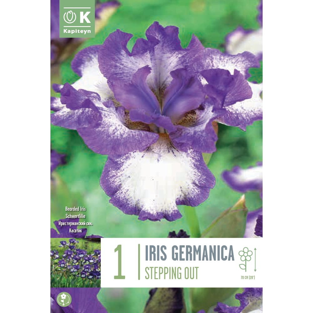 Bulbos de Iris germanica 'Stepping Out' | Fronda