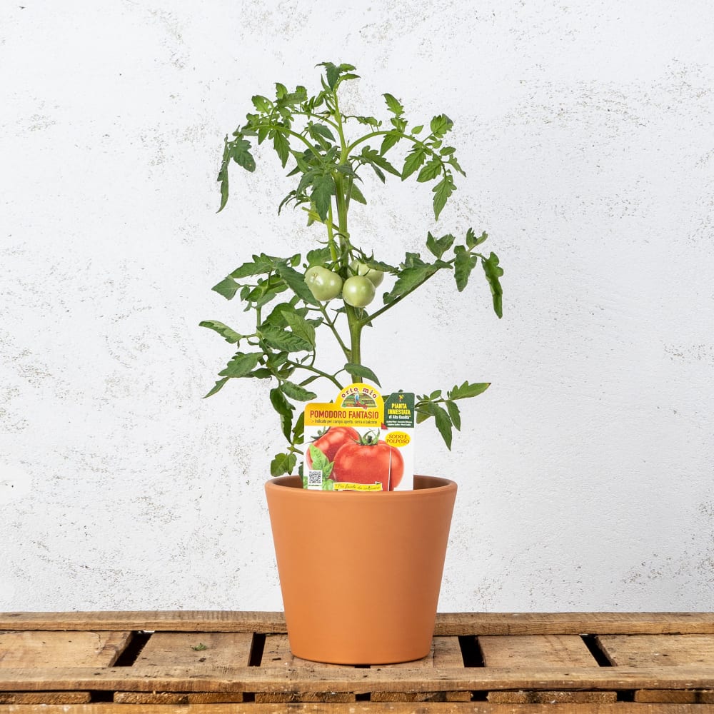 Tomate injertado Redondo de Ensalada - Planta de huerto | Fronda