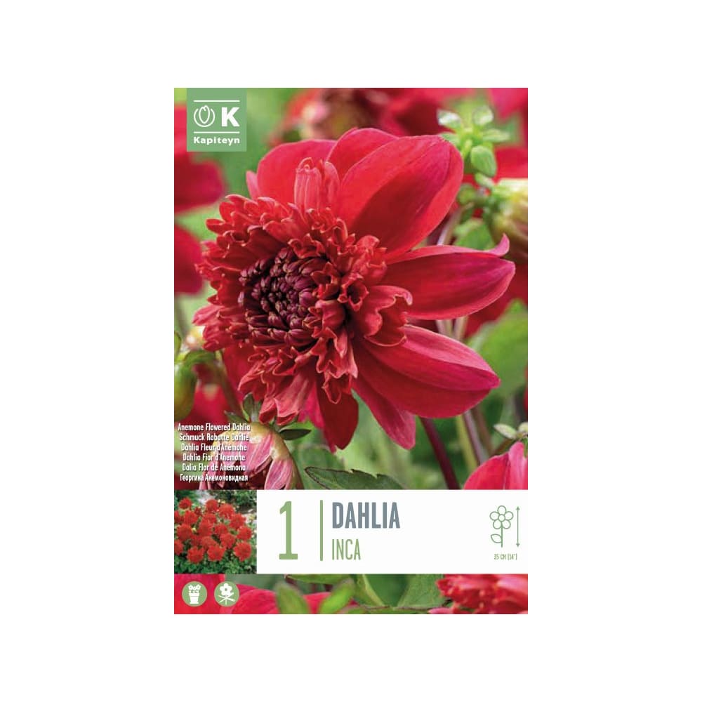 Bulbos de Dahlia 'Inca' | Fronda