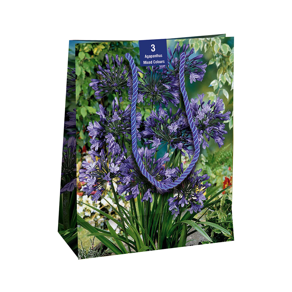 Bolsa 25 bulbos gladiolo luxe | Fronda