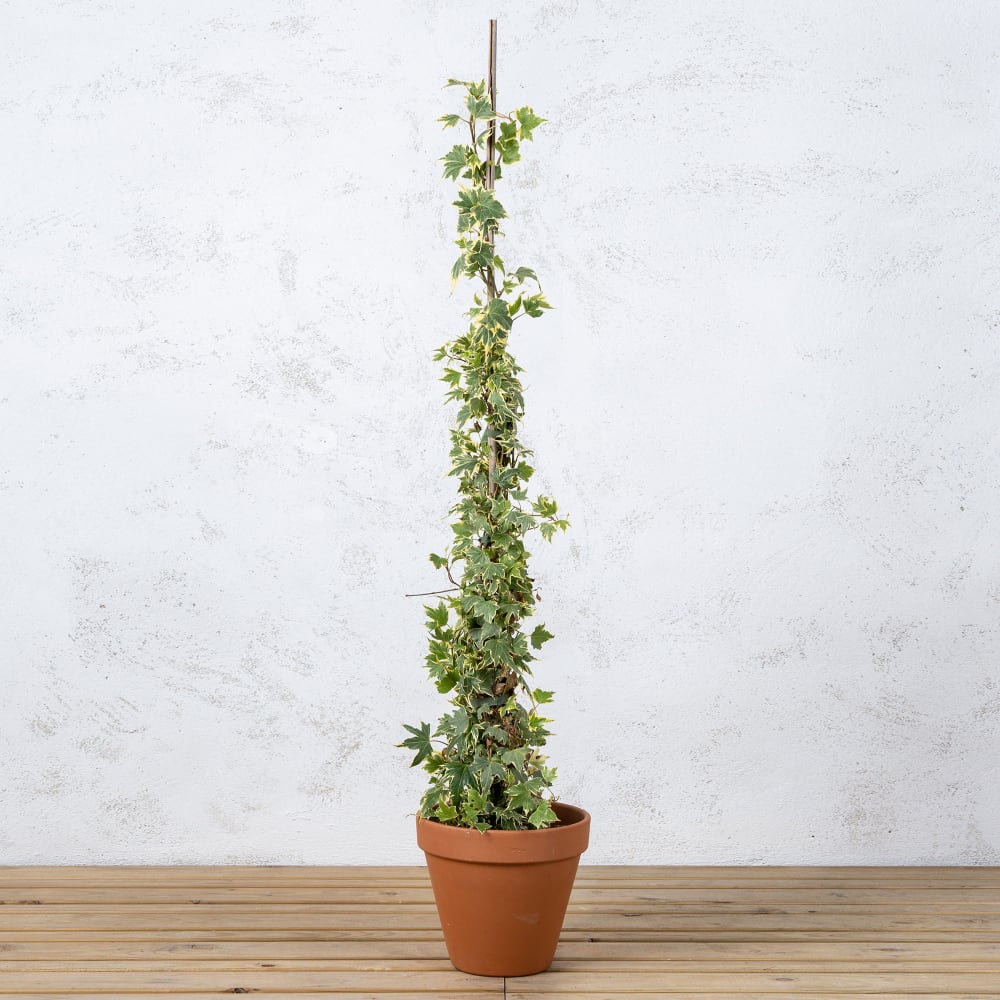 Hiedra mini variegata (hedera mini variegata) | Fronda