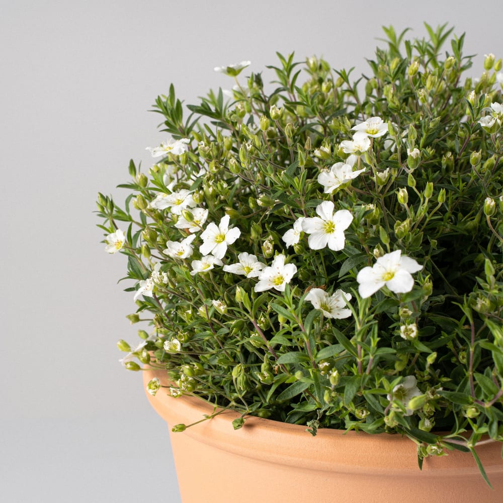 Arenaria montana | Fronda