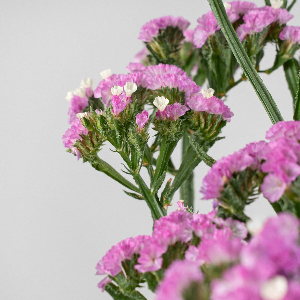 Limonium sinuatum - Statice | Fronda