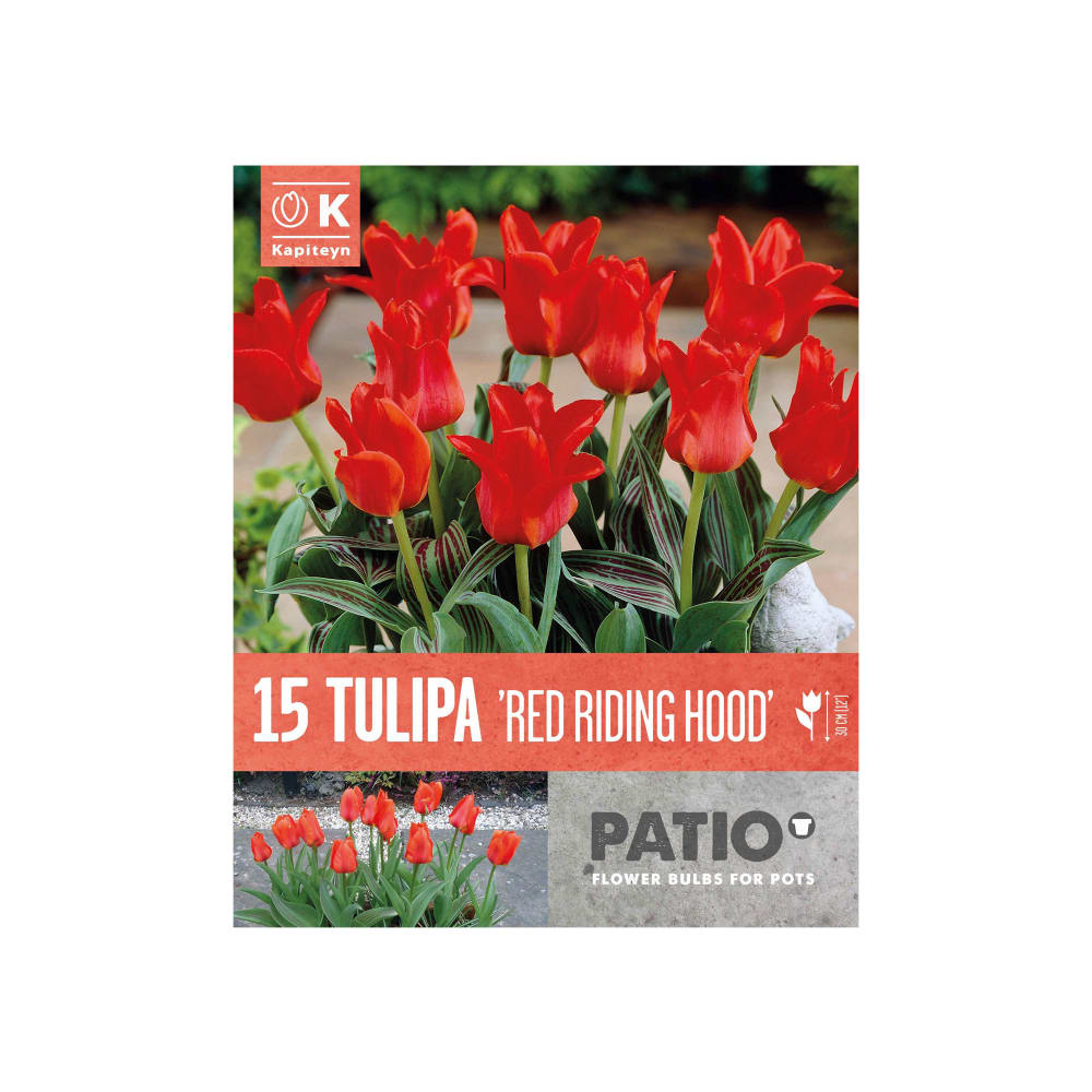 Bulbos de Tulipán greigii 'Red Riding Hood' | Fronda