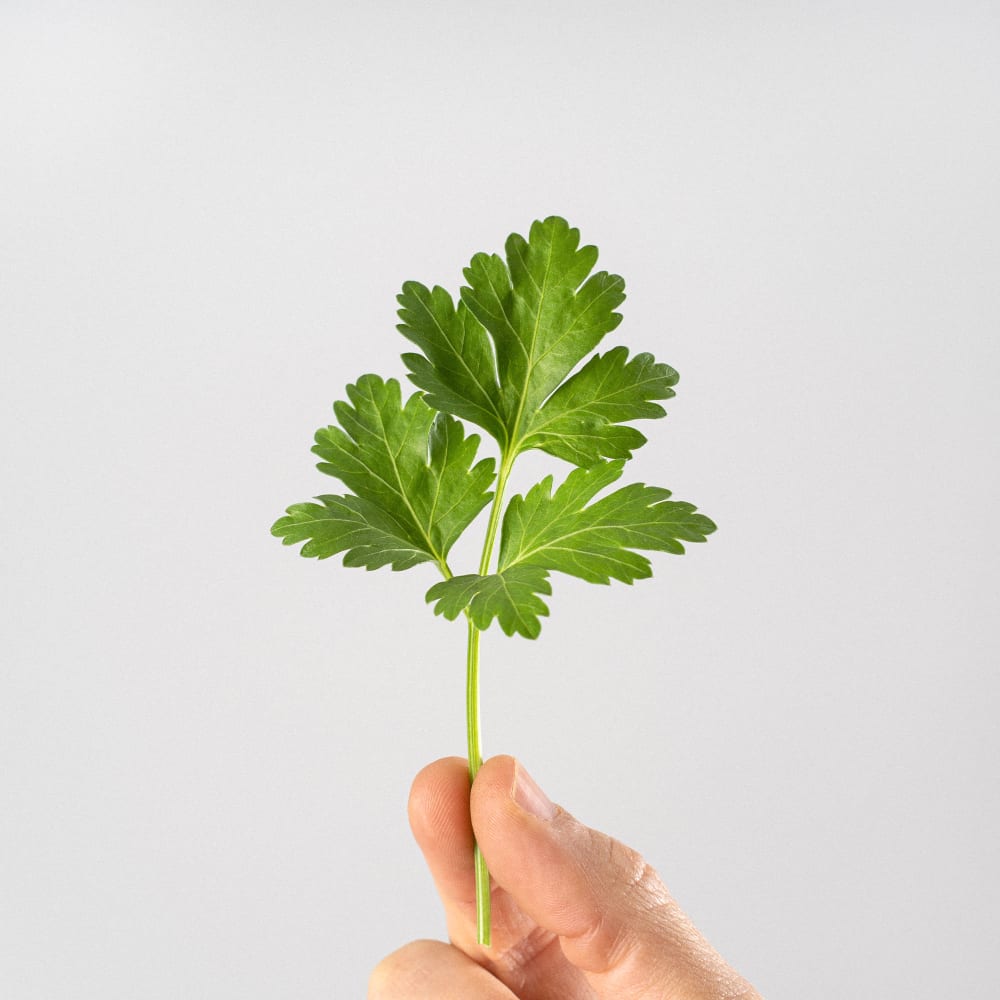 Perejil liso - Planta aromática | Fronda