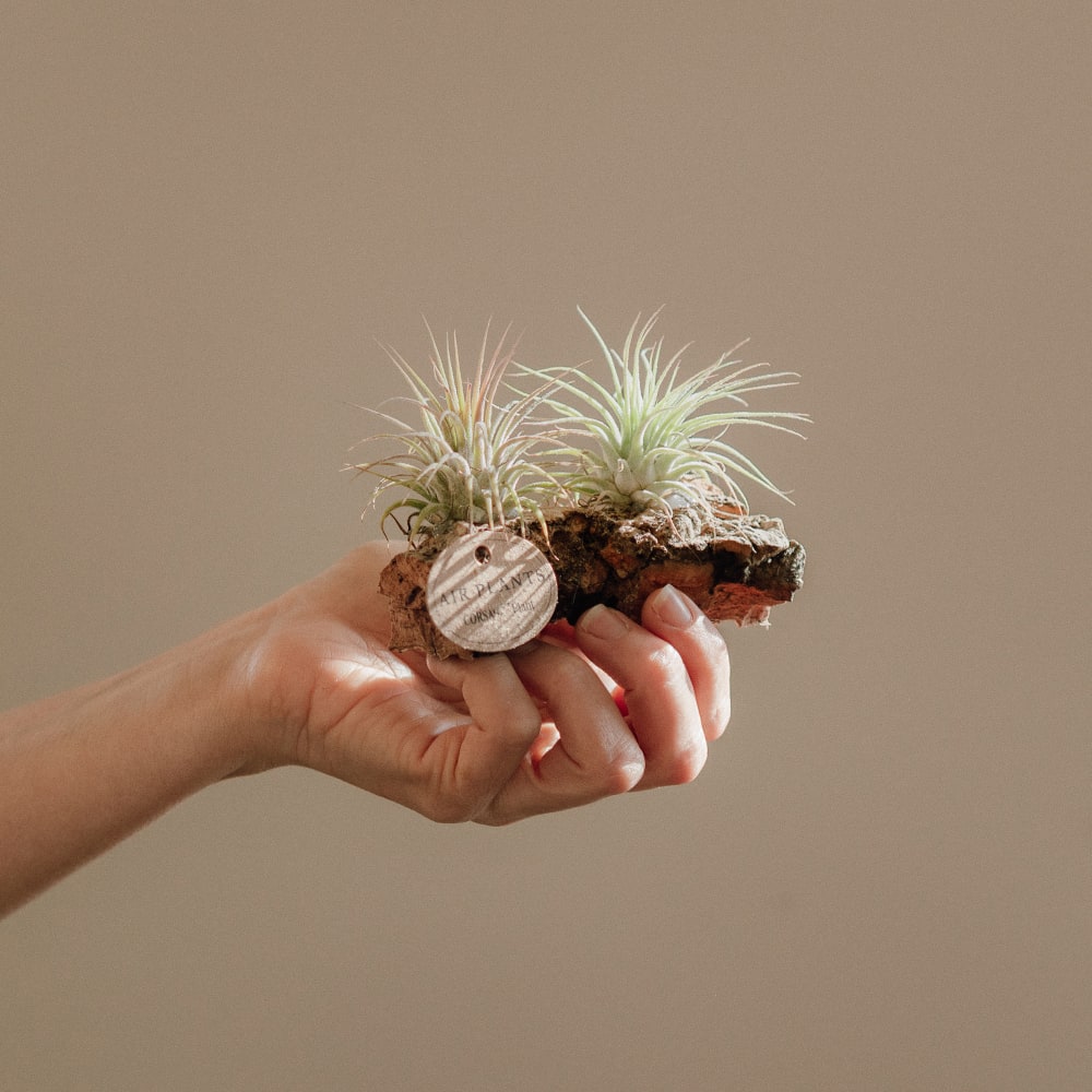 Tillandsia spp sobre rama | Fronda