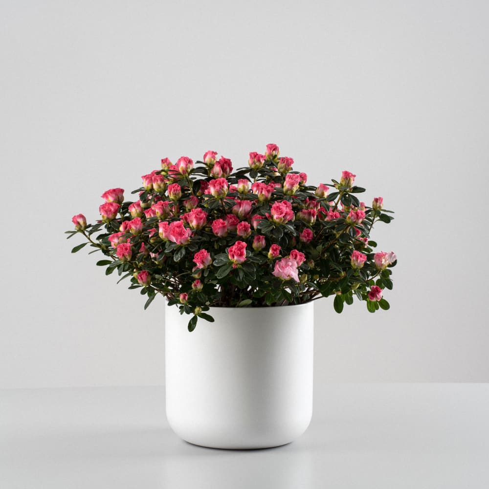 Azalea Hortinno Lime® Peach | Fronda